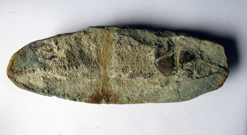 Racholepis Brazilian Fossil Fish Ultra Rare Cretaceous 110 Million ...