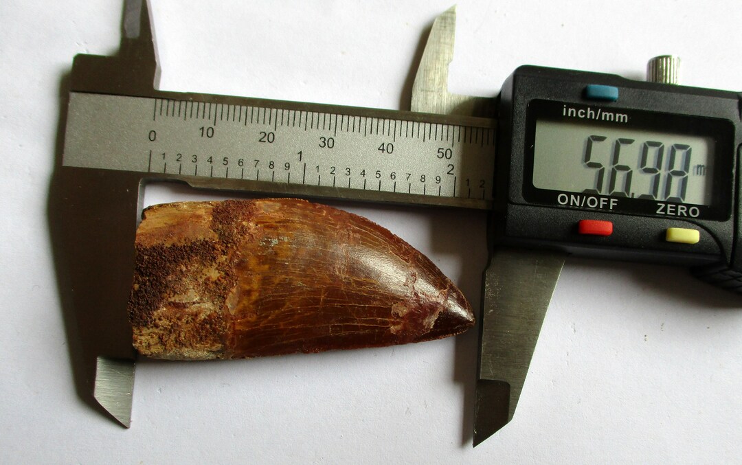Carcharodontosaurus African T-rex Dinosaur Fossil Tooth 56mm - Etsy