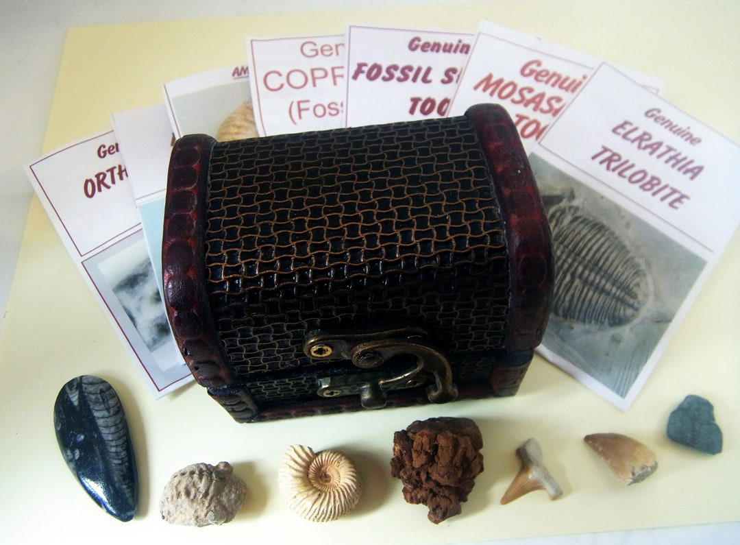 Jurassic Fossl Treasure Chest Trilobite Ammonite Shark Tooth Orthoceras ...