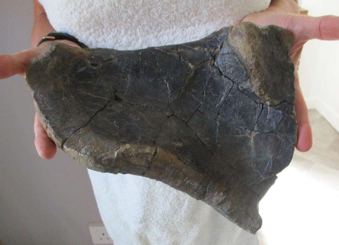 Ultra Rare Iguanodon Dinosaur Fossil HIP Bone 1758g Found on Isle of ...