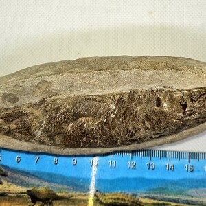 Racholepis Brazilian Fossil Fish Ultra Rare Cretaceous 110 Million ...