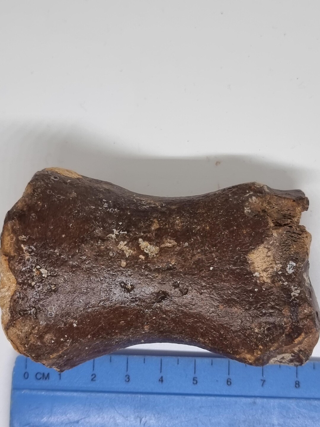 Giant Irish Elk Megaloceras Fossil Toe Bone 122g 85mm - Etsy