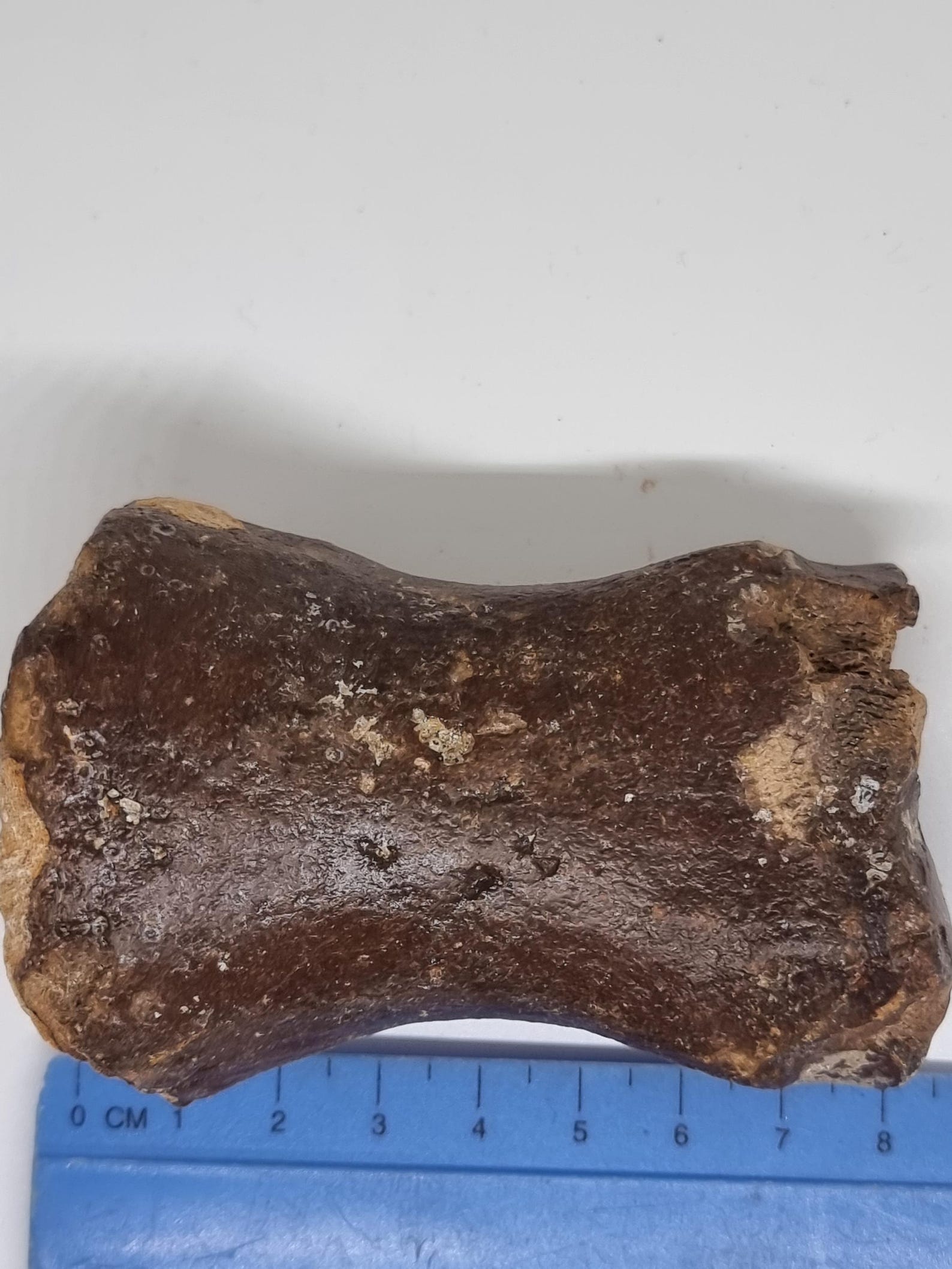 Giant Irish Elk Megaloceras Fossil Toe Bone 122g 85mm - Etsy