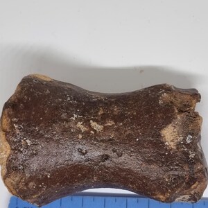 Giant Irish Elk Megaloceras Fossil Toe Bone 122g 85mm - Etsy