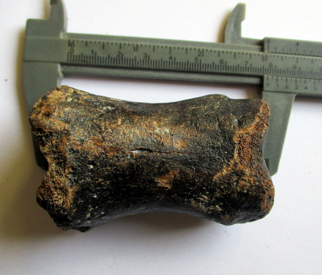 Giant Irish Elk Megaloceras Fossil Toe Bone 84g 50mm - Etsy