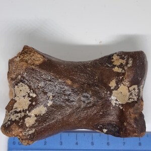 Giant Irish Elk Megaloceras Fossil Toe Bone 122g 85mm - Etsy