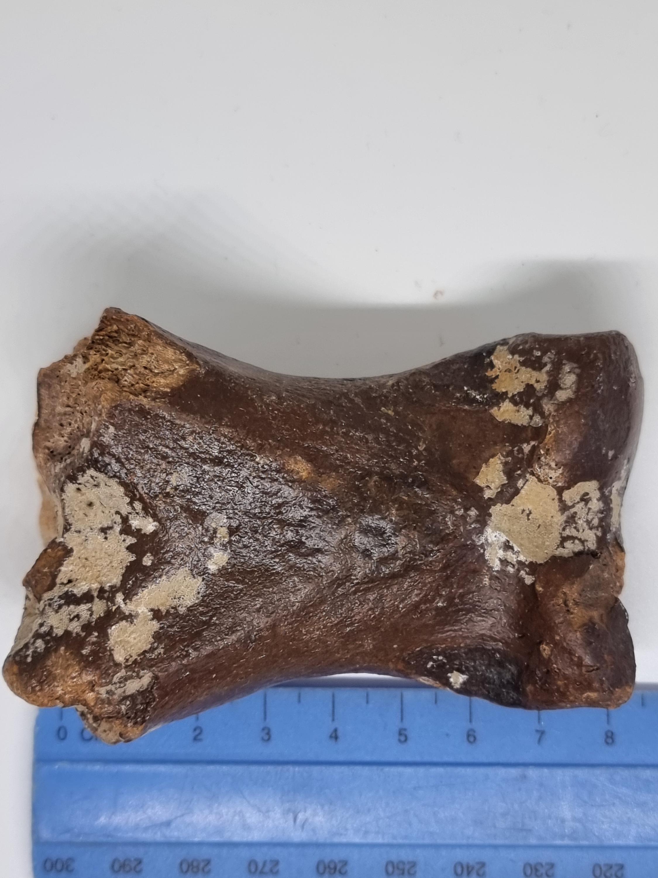 Giant Irish Elk Megaloceras Fossil Toe Bone 122g 85mm - Etsy