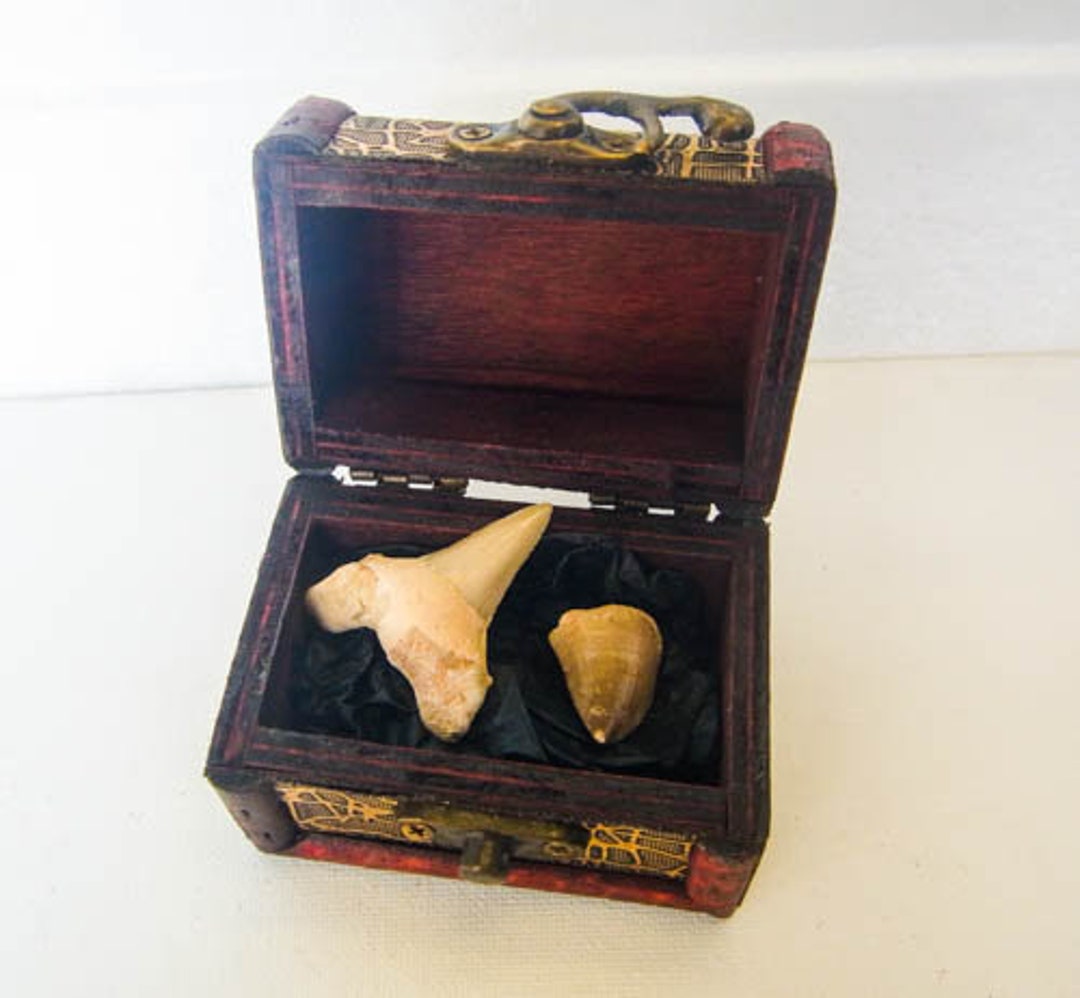 Jurassic Genuine Mosasaur and Shark Fossil Teeth in a 80mm Treasure ...