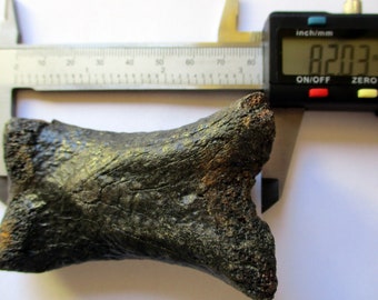 Giant Ice Age Capybara Fossil Set - Etsy