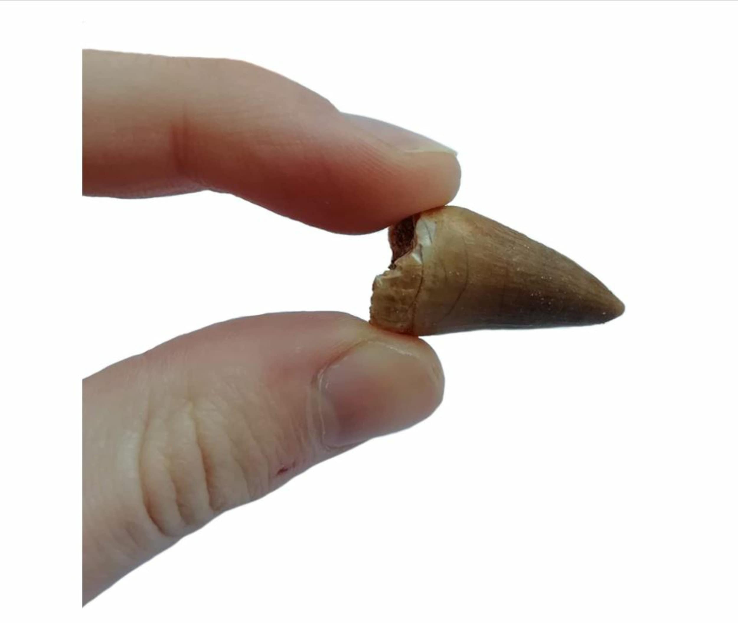 Real Mosasaur Tooth Excellent Fossil Creataceous Period | Etsy