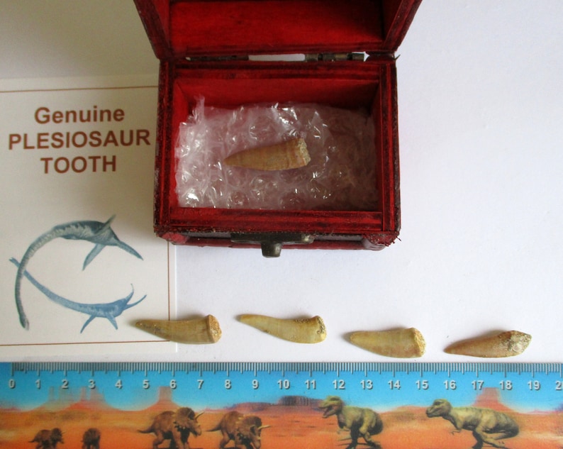 Plesiosaur Tooth Treasure Chest Ideal Gift Idea Real - Etsy