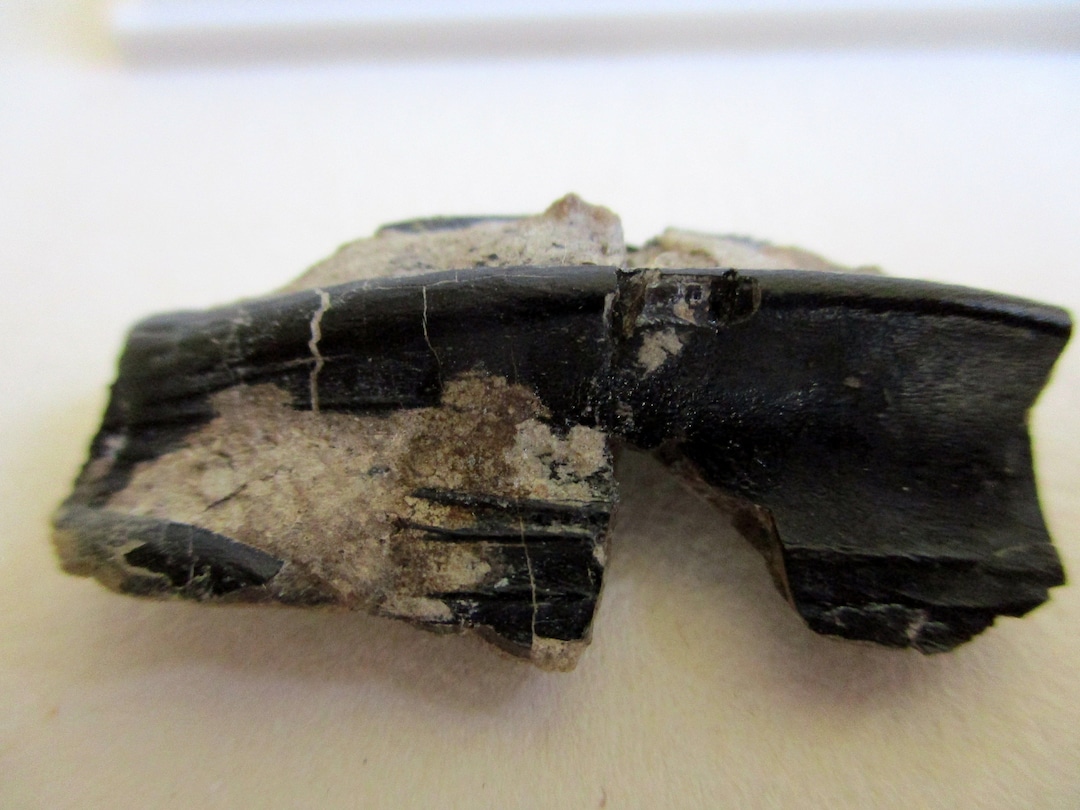 Iguanodon Tooth Fossil: Ultra Rare Find, Isle of Wight UK - Etsy