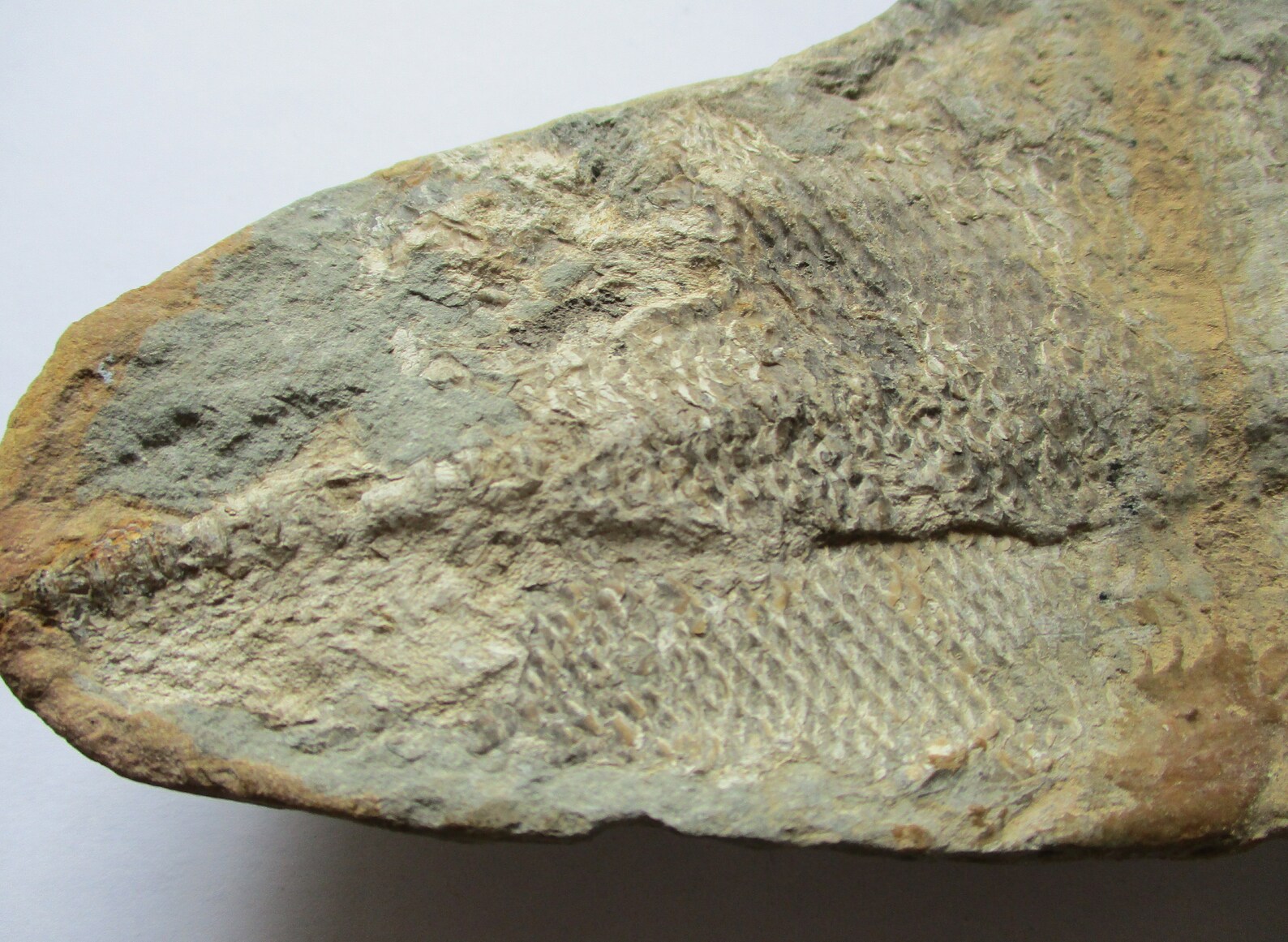 Racholepis Brazilian Fossil Fish Ultra Rare Cretaceous 110 Million ...