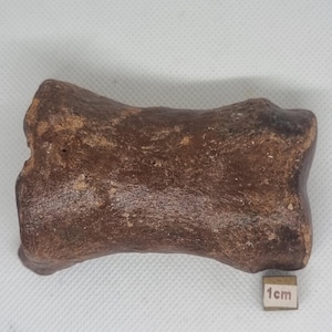Giant Irish Elk Megaloceras Fossil Toe Bone 132g 88mm - Etsy