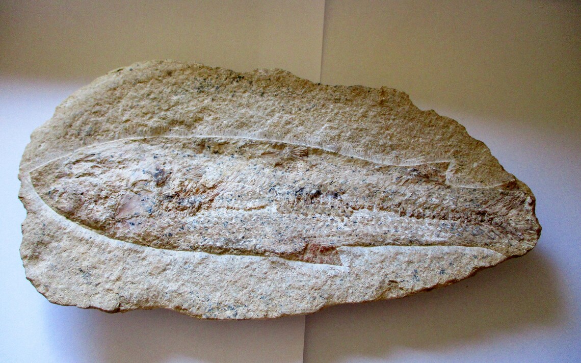 Fossil Fish Rhacolepis, Cretaceous Concretion, Santana Form. Para ...