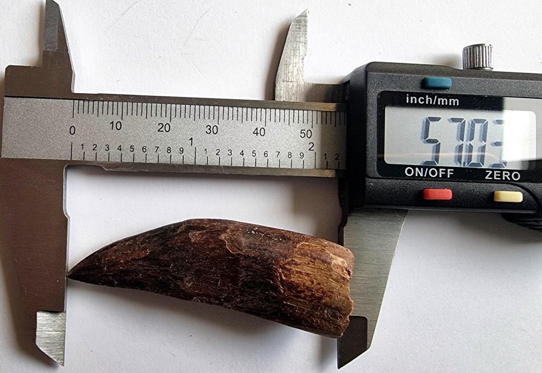 Carcharodontosaurus African T-rex Dinosaur Fossil Tooth 57mm ...