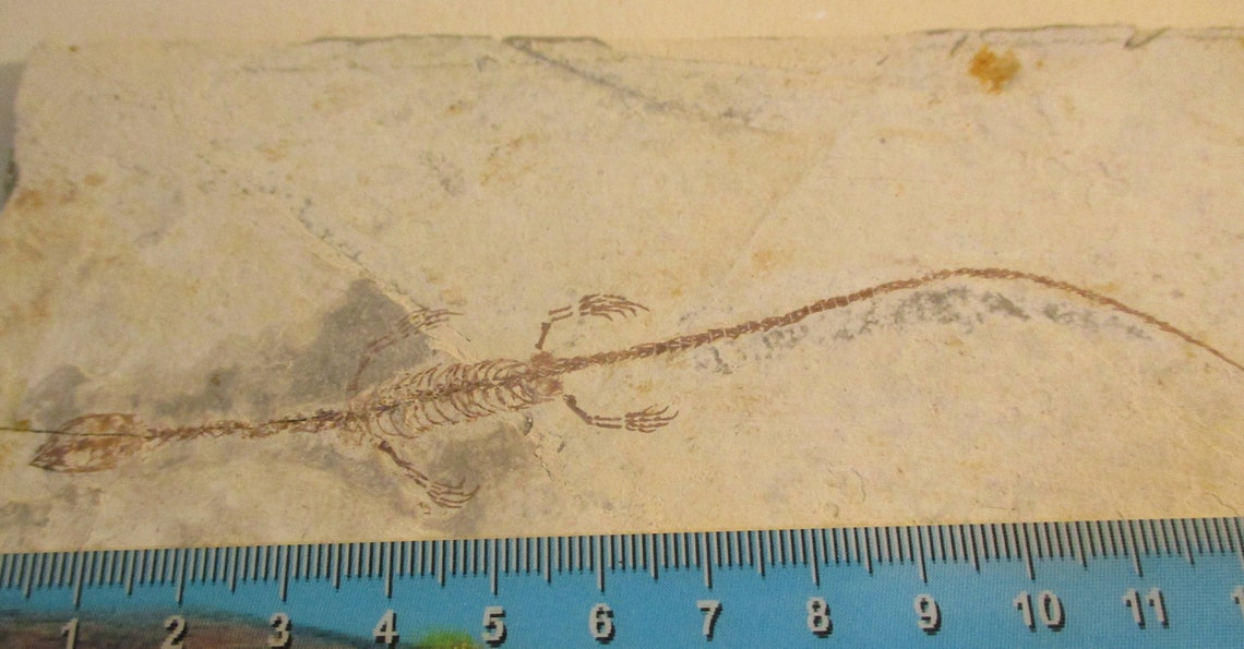 Ultra Rare Hyphalosaurus sinohydrosaurus Chinese Water - Etsy