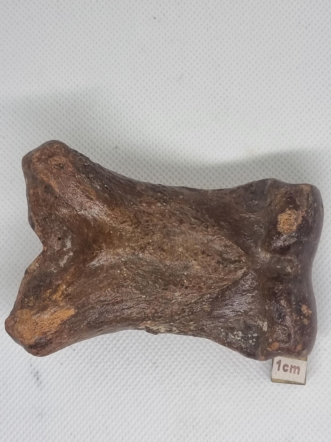 Giant Irish Elk Megaloceras Fossil Toe Bone 132g 88mm - Etsy
