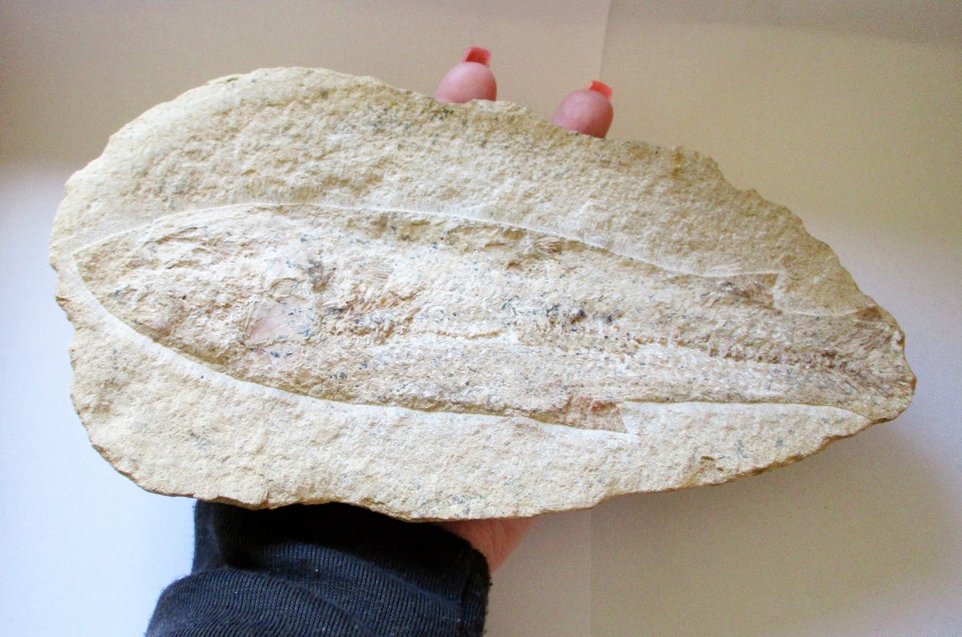 Fossil Fish Rhacolepis, Cretaceous Concretion, Santana Form. Para ...