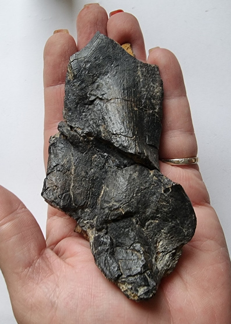 Iguanodon Fossil Bone Partial Rib Found on Isle of Wight Uk 162g - Etsy ...