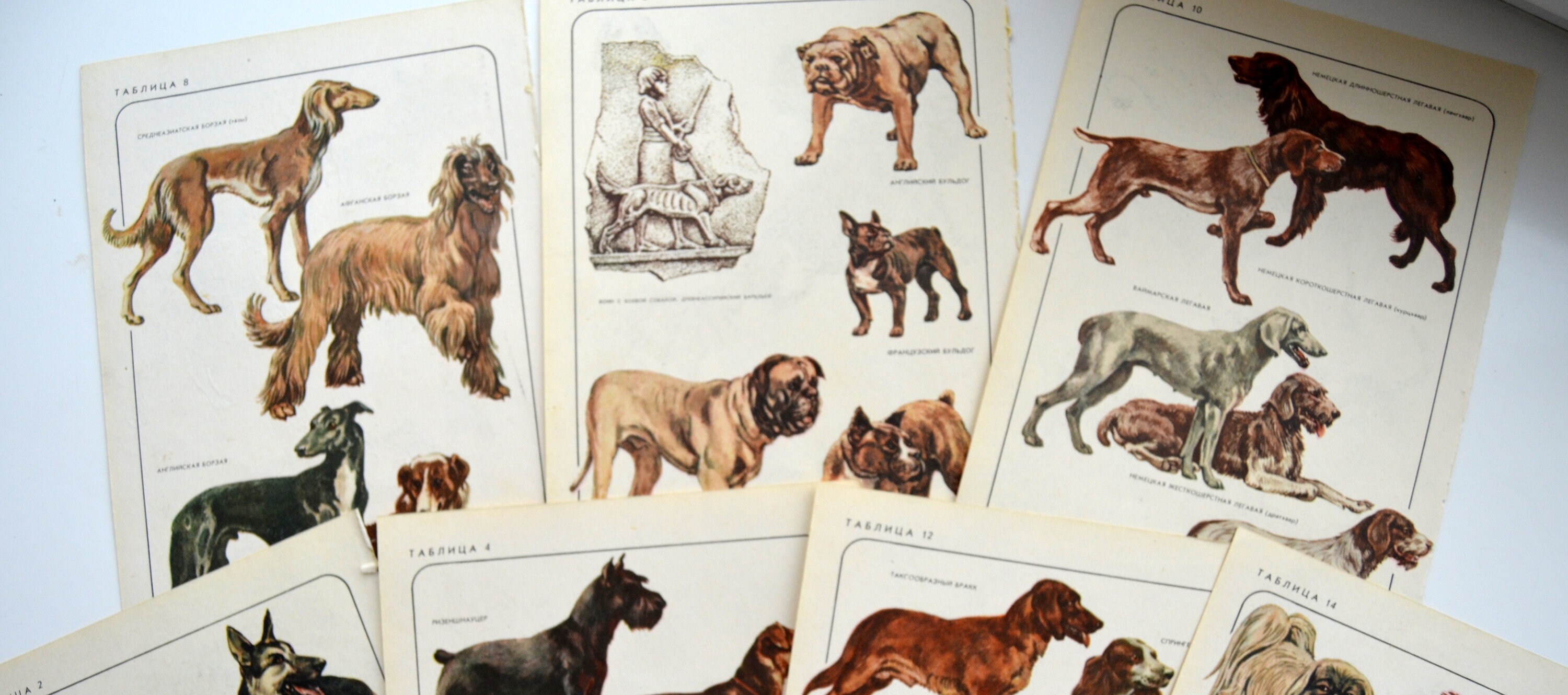 Verschillende rassen van honden dubbelzijdige boekbladen | Etsy Nederland