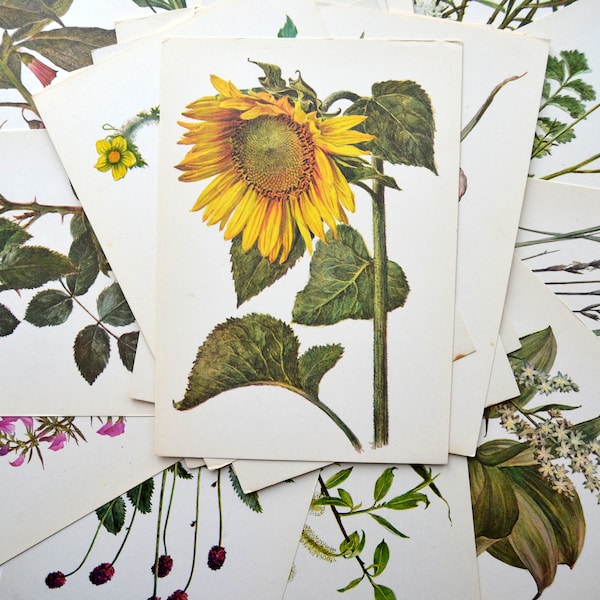 Botanical Cards - Etsy UK