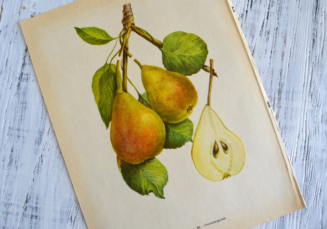 Botanical Illustration, Old Book, 9 Pages, Fruit, Decor, Drawing ...