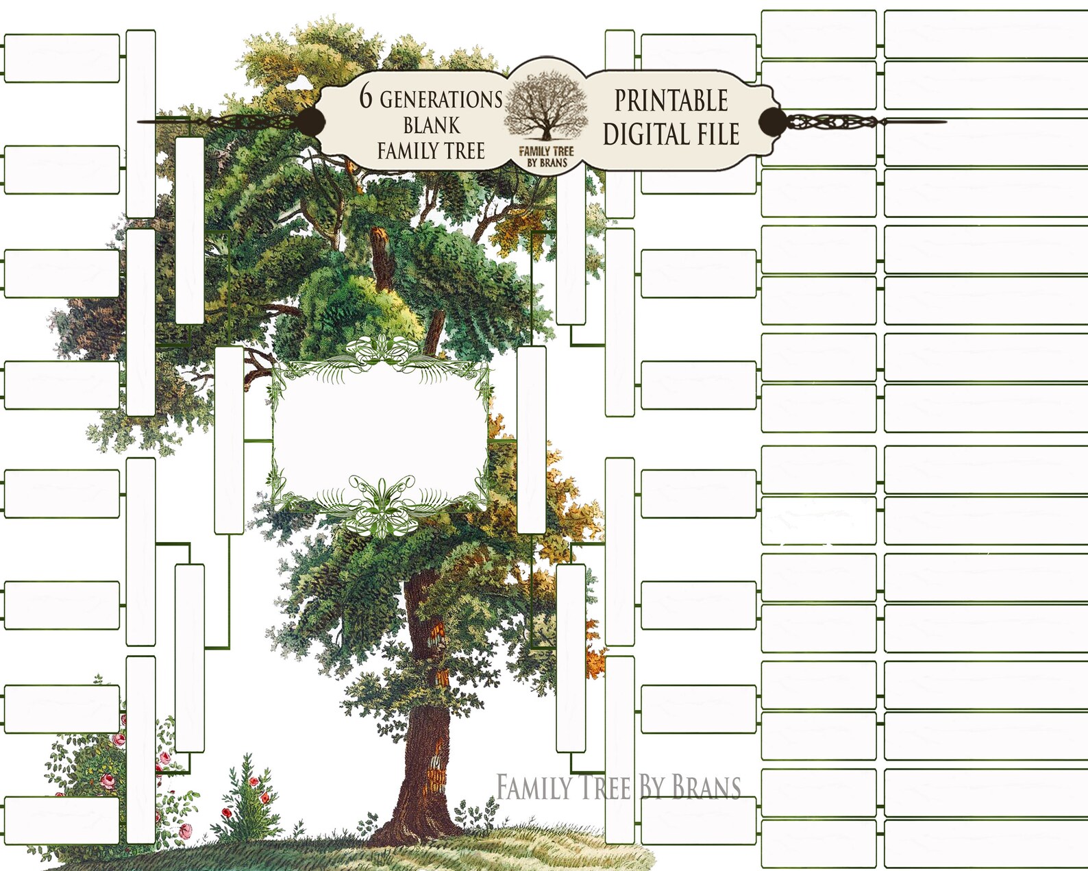 6 Generation BLANK FAMILY TREE Green Family Tree Wall Art - Etsy