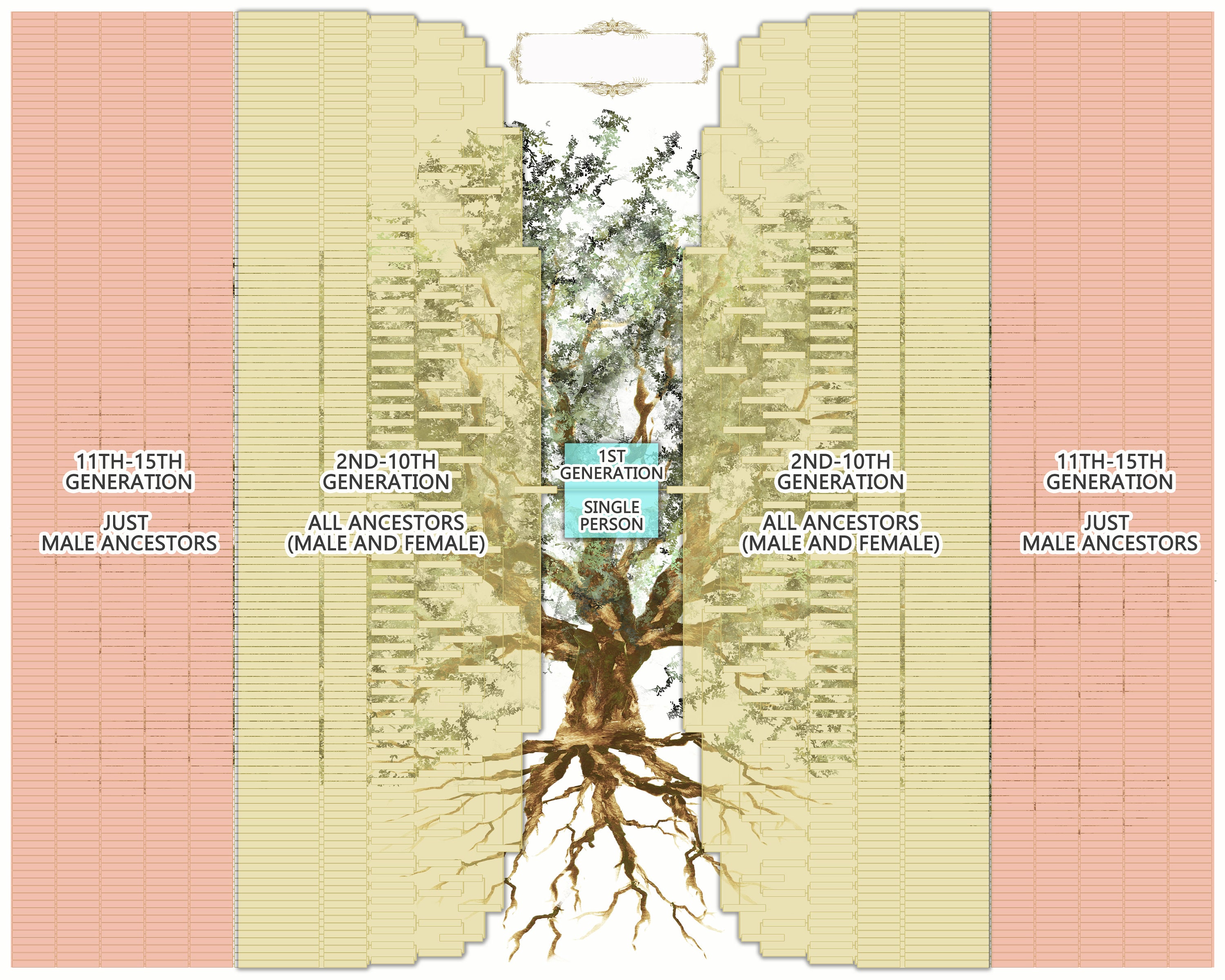 15 Generation Family Tree. Large Family Tree for 15 Ancestor - Etsy
