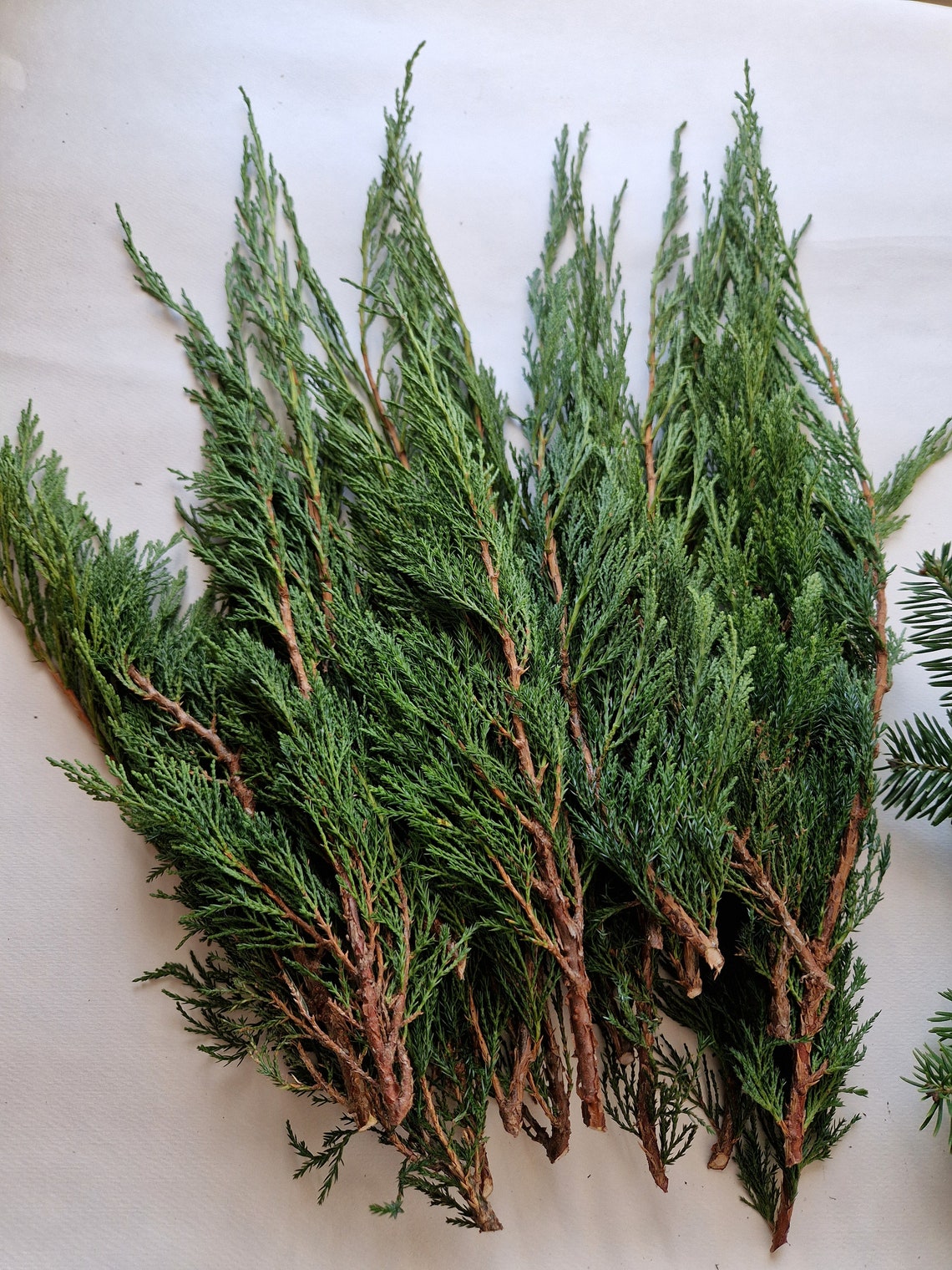 Set of 20 Fresh Cut Natural Juniper Branches Incense Spiritual Rituals ...