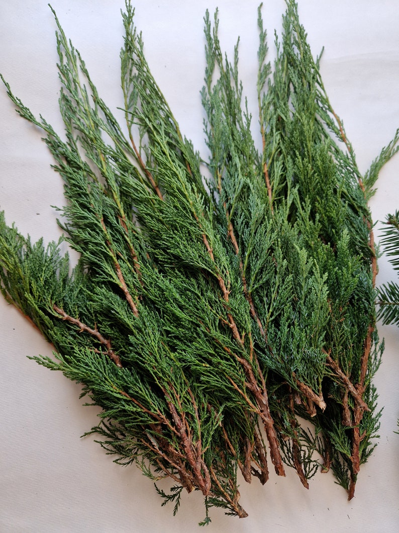 Set of 20 Fresh Cut Natural Juniper Branches Incense Spiritual Rituals ...