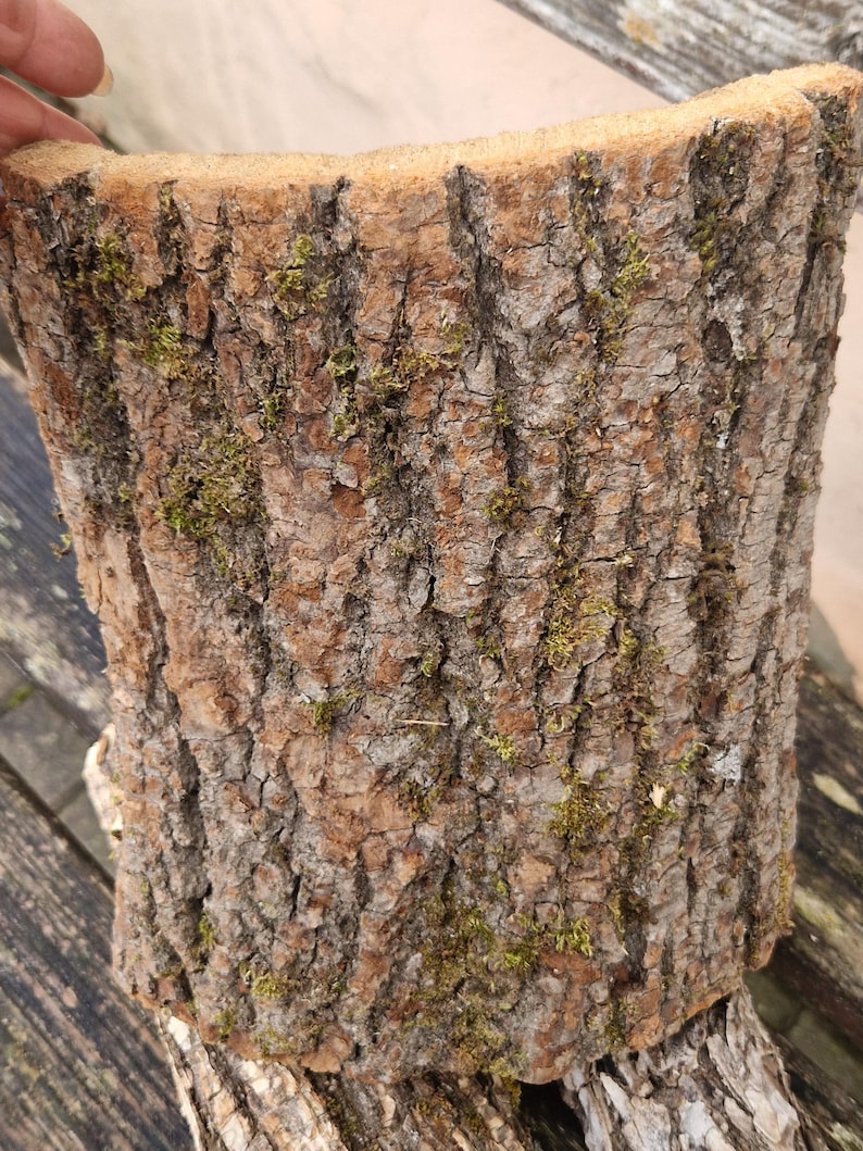 Set of 2 Real Natural Wooden Bark Forest Decor Tree Bark Sheets for Art ...