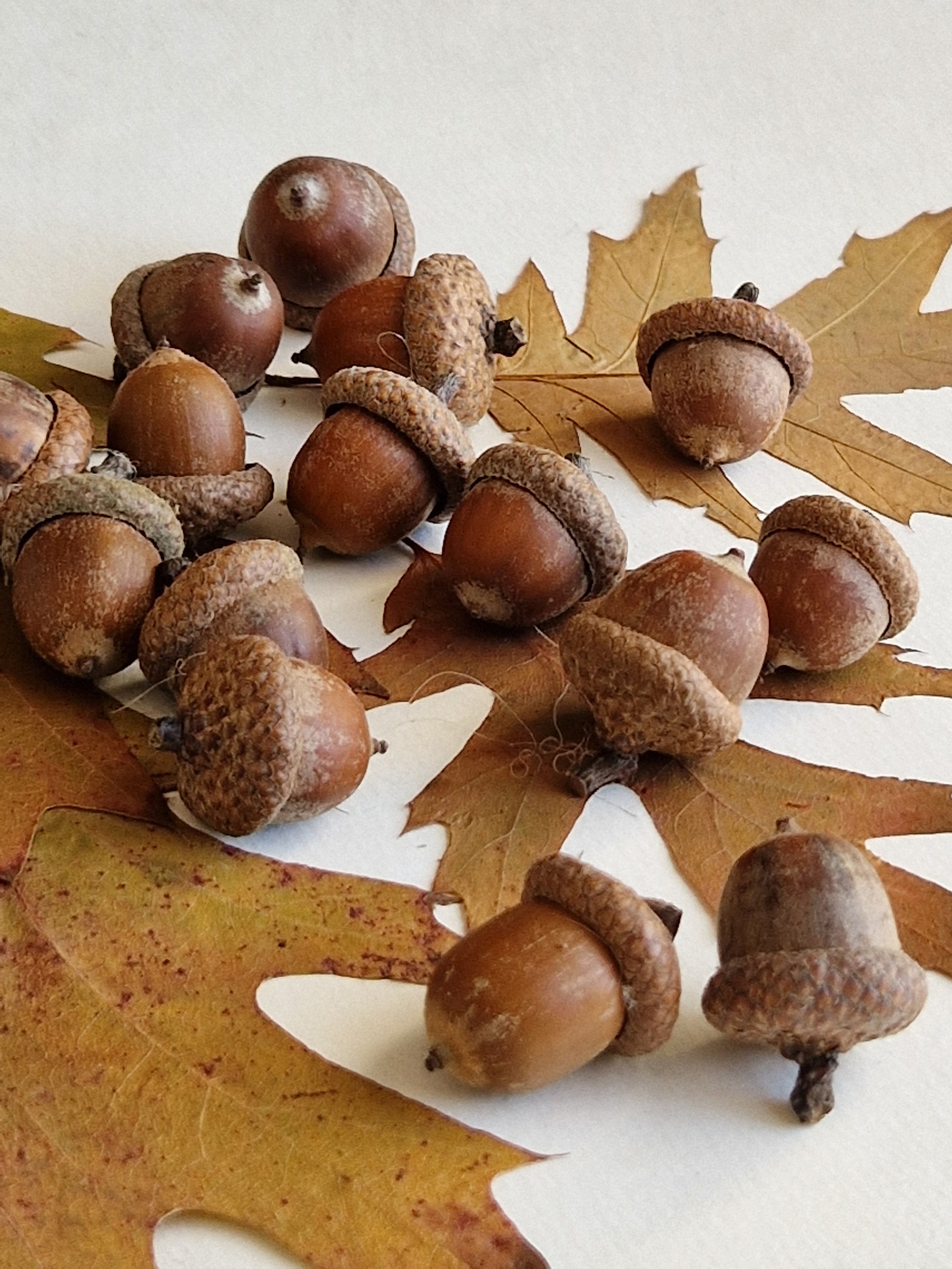 Natural Oak Acorns Real Canadian Oak Acorns Real Dried Acorns Acorn ...