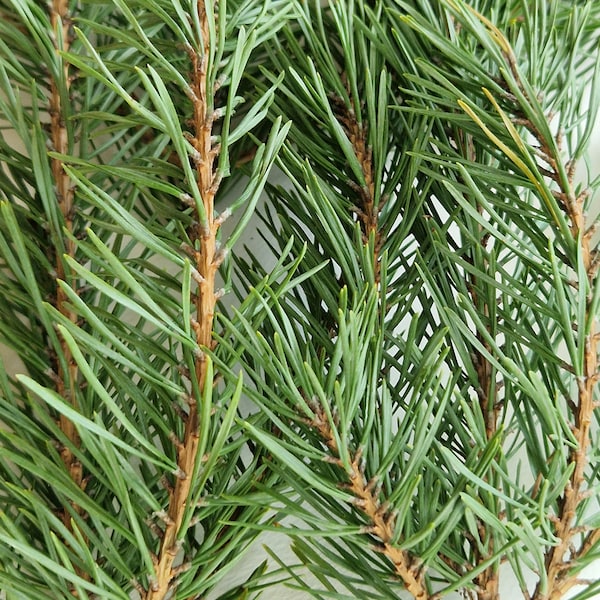Fresh Real Pine Branches - Etsy