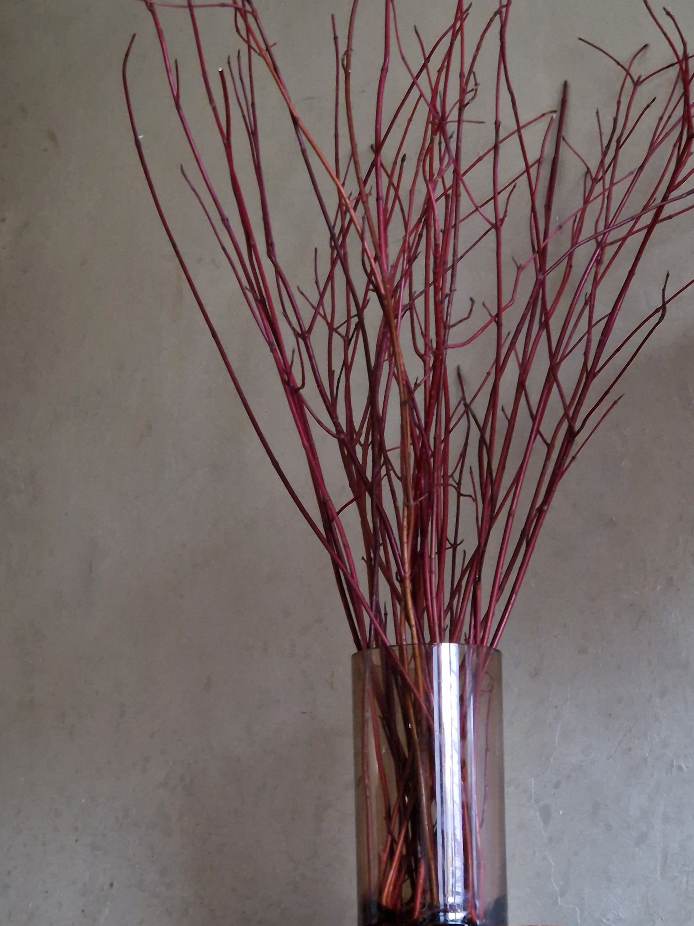 Real Red Dogwood Branches Red Willows Twigs Branches Centerpiece Home ...