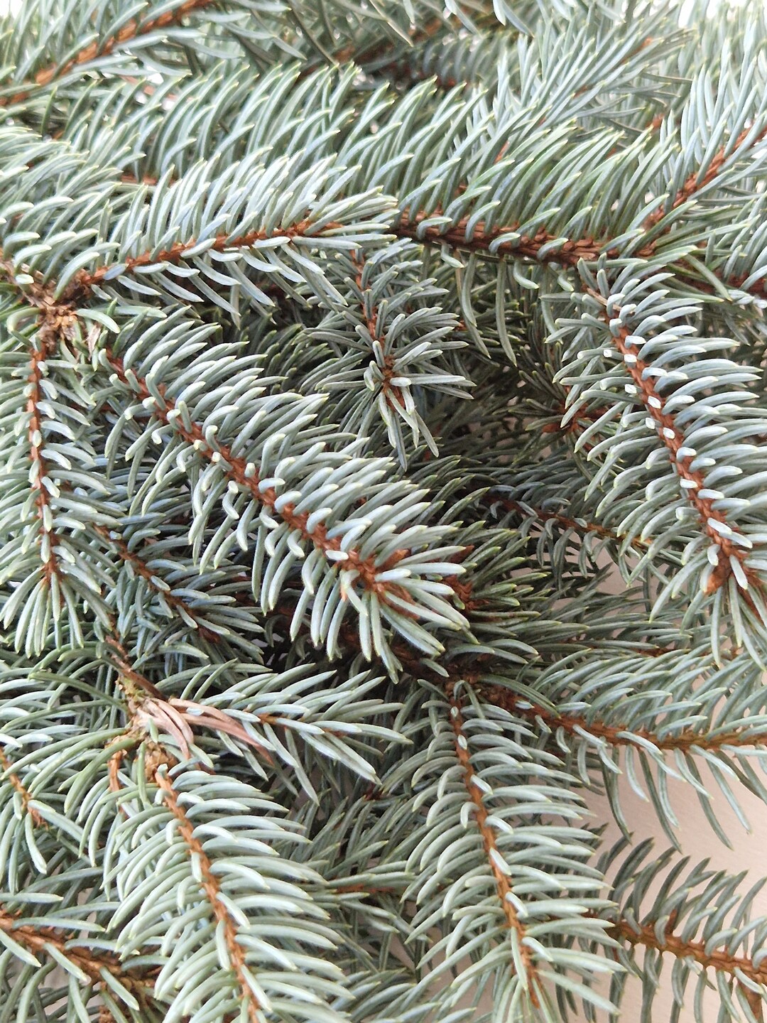Set of 12 Natural Sharp Silver Spruces Branches Fresh Cut Christmas ...