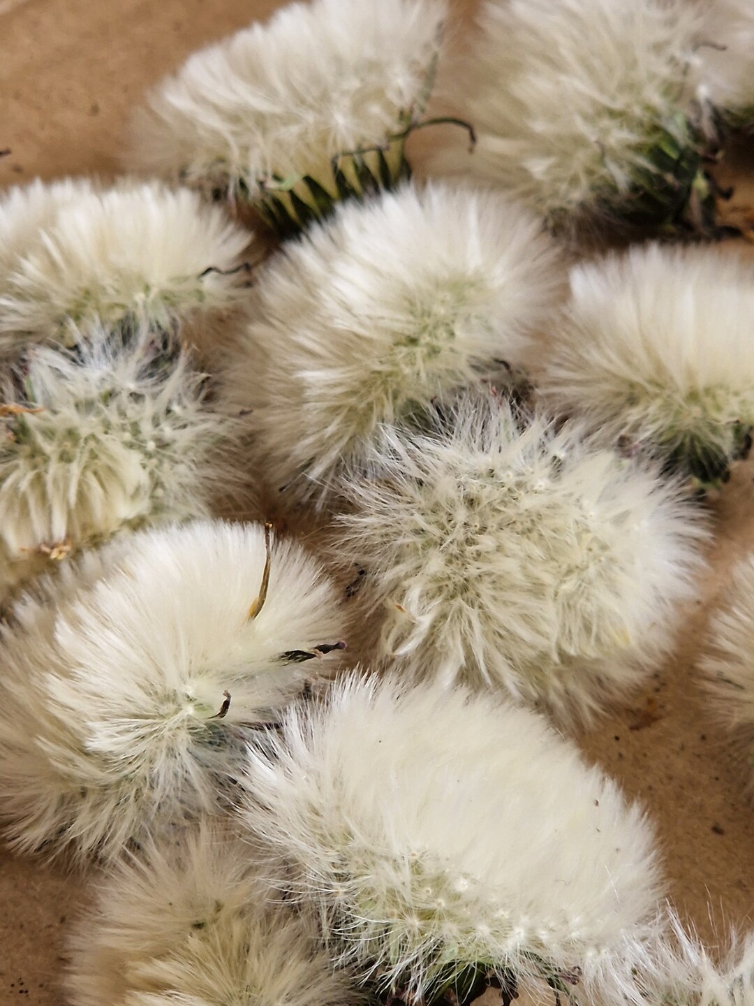 Set of 20 Dandelion Fluff Dandelion Heads Dandelion Jewelry Materials ...