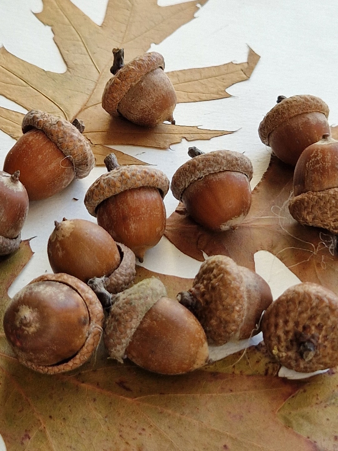 Natural Oak Acorns Real Canadian Oak Acorns Real Dried Acorns Acorn ...
