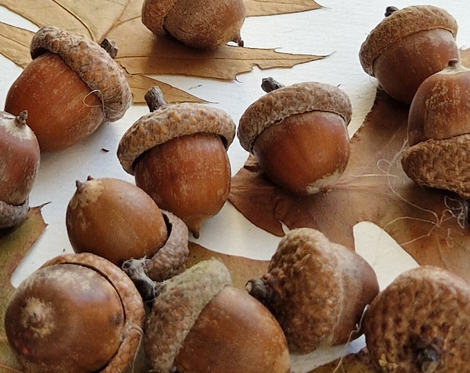 Natural Oak Acorns Real Canadian Oak Acorns Real Dried Acorns Acorn ...