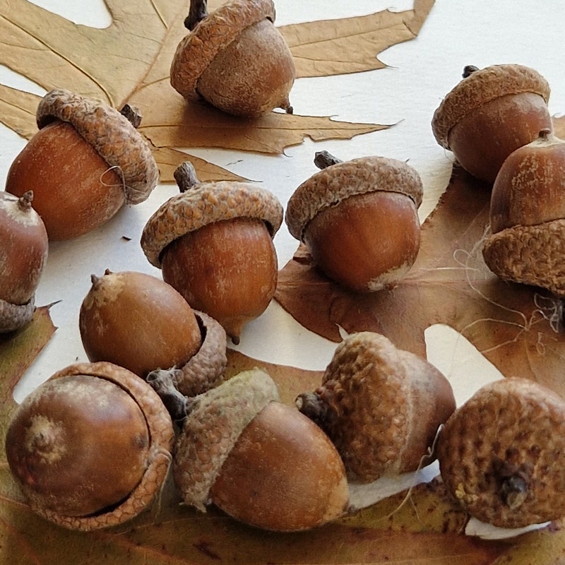 Acorn Caps - Etsy
