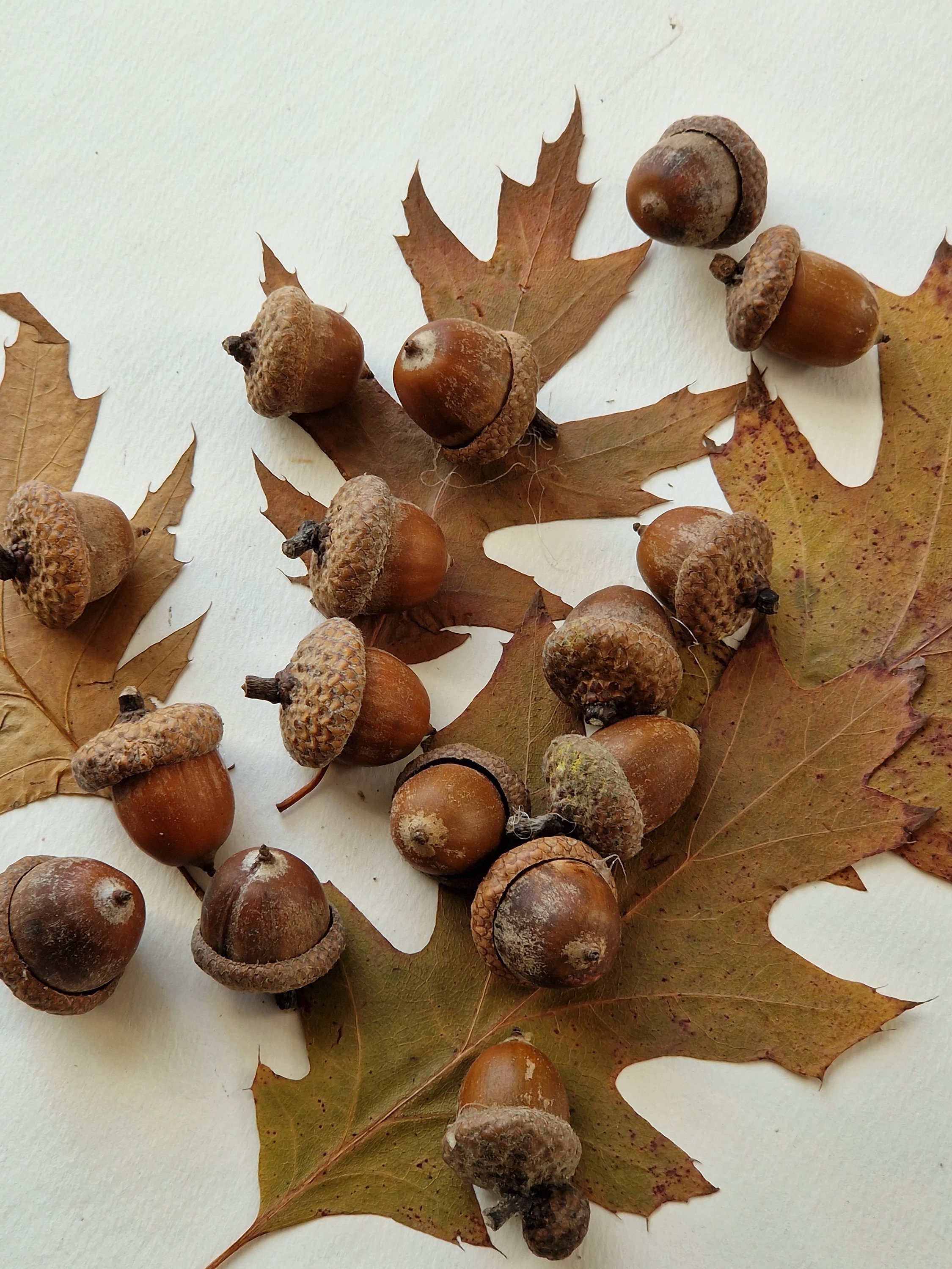 Natural Oak Acorns Real Canadian Oak Acorns Real Dried Acorns Acorn ...