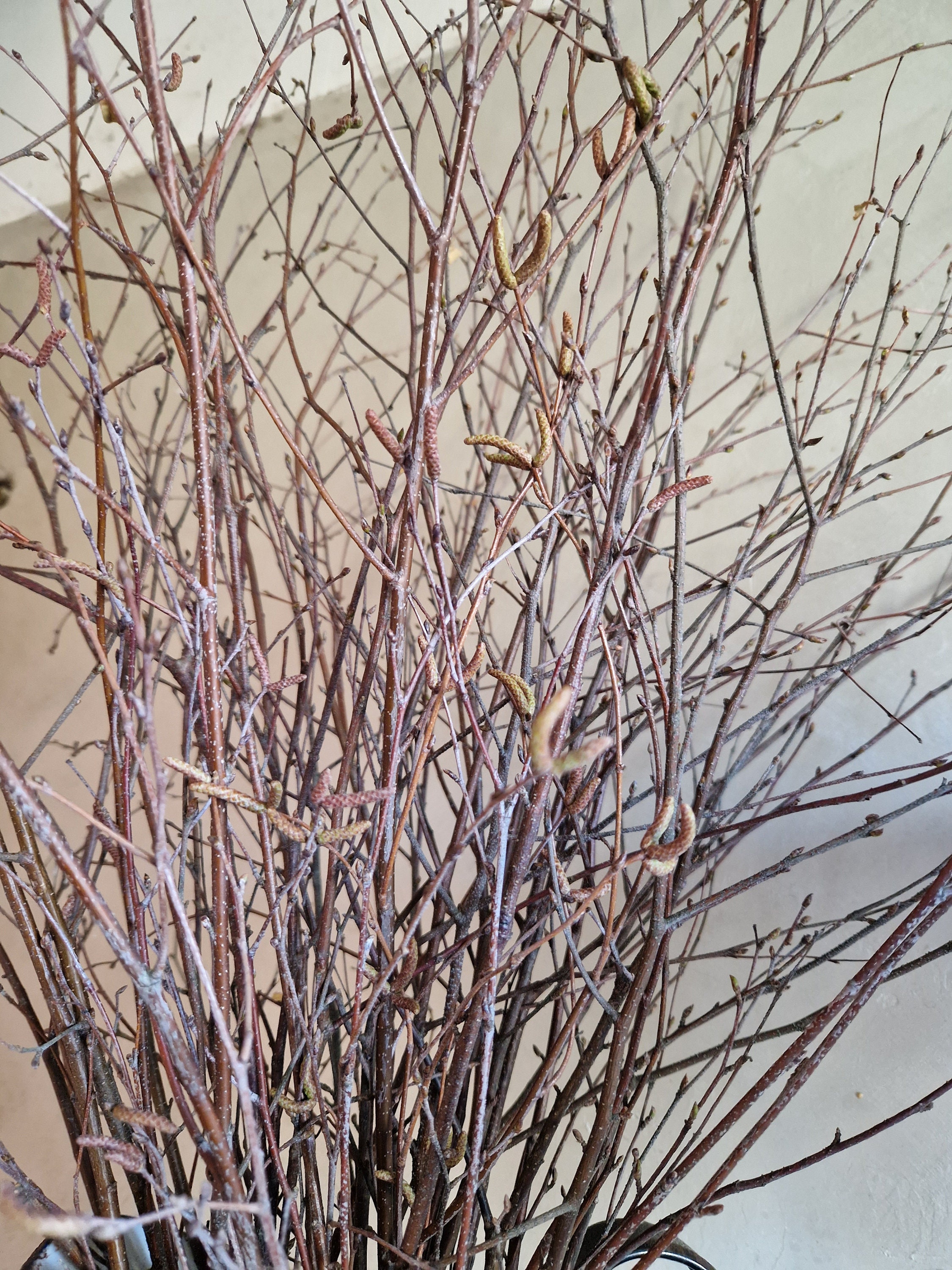 22"tall Natural Birch Branches Birch Twigs Bunch Birch Bundle Birch ...
