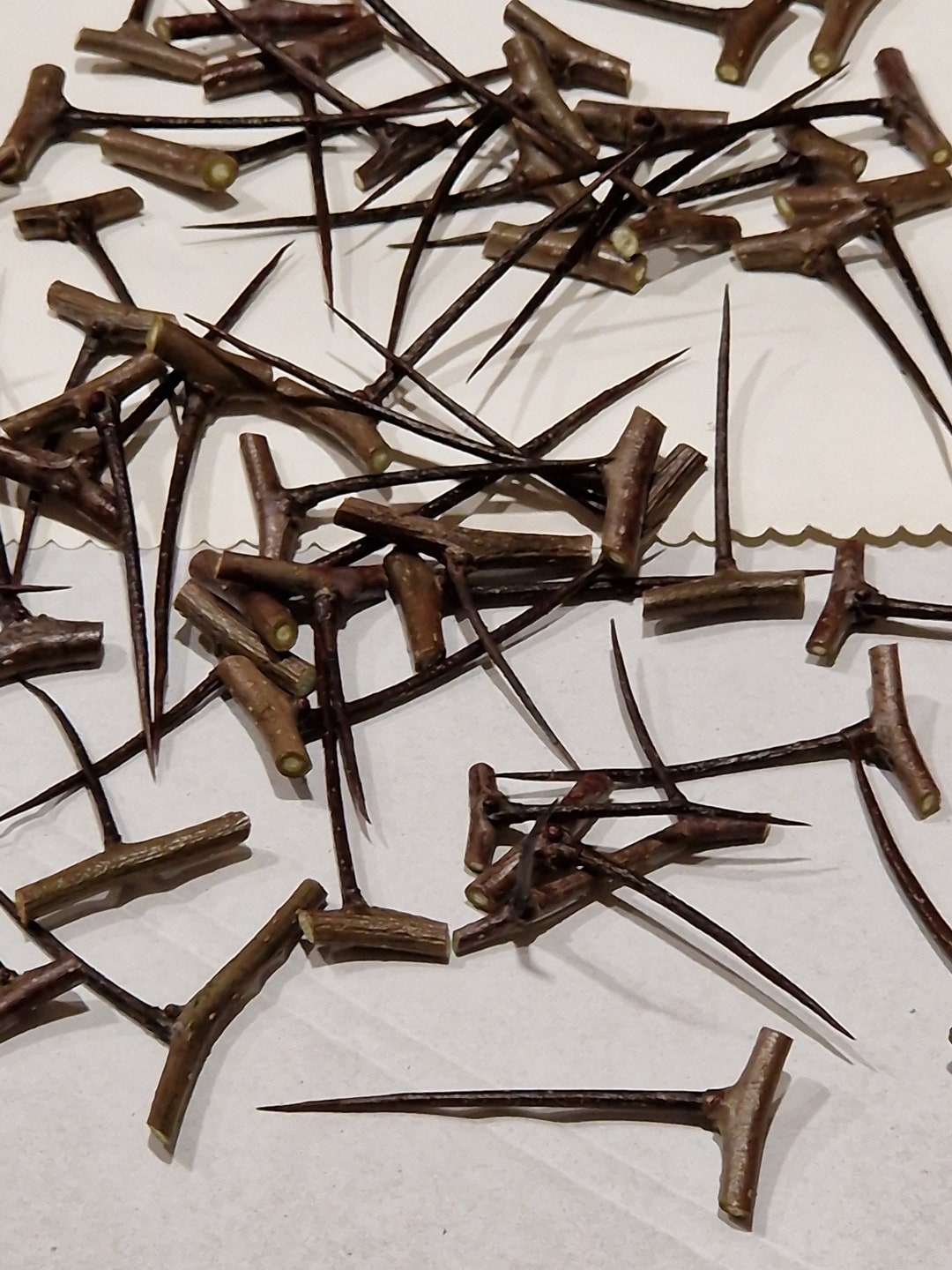 Real 50 Sharp Thorns Craft Long Spikes Black Hawthorn Natural Crataegus ...