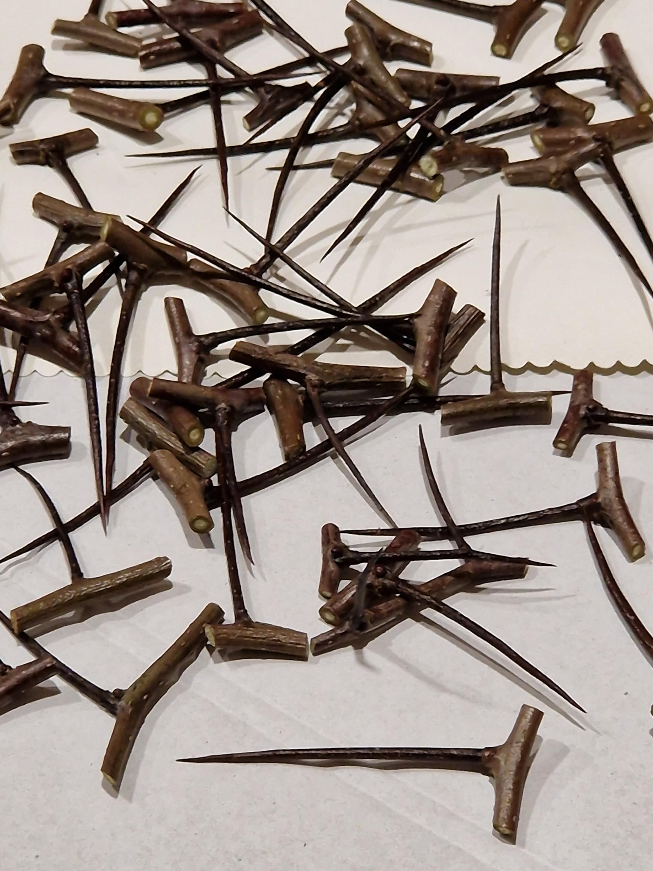 Real 50 Sharp Thorns Craft Long Spikes Black Hawthorn Natural Crataegus ...