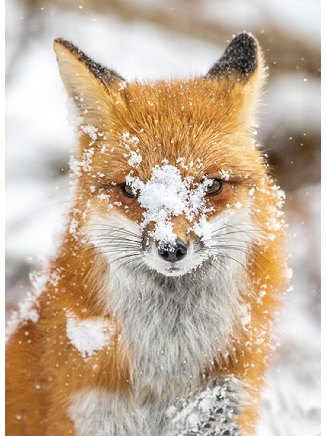 Fox Panel - Call of the Wild by Hoffman - Sold in 31 1/2" X 43 ...
