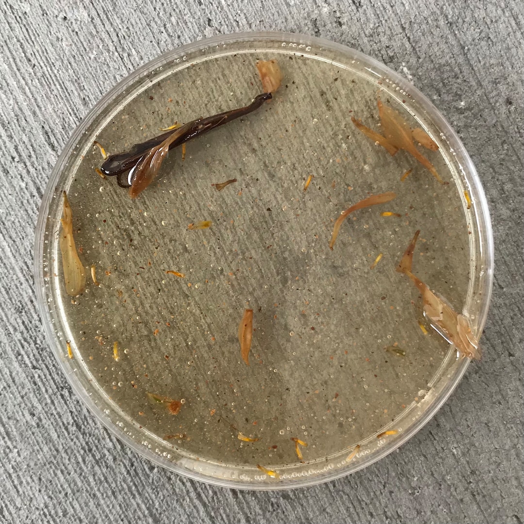 Goona Goona Oil - Etsy