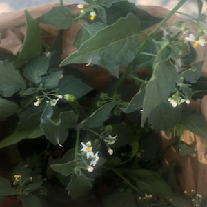 Hekate Nocticula Incense - Etsy