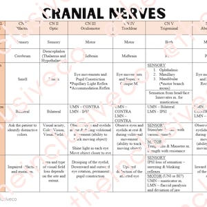 Cranial Nerves Reference Sheet/table/study Guide - Perfect for Slps ...