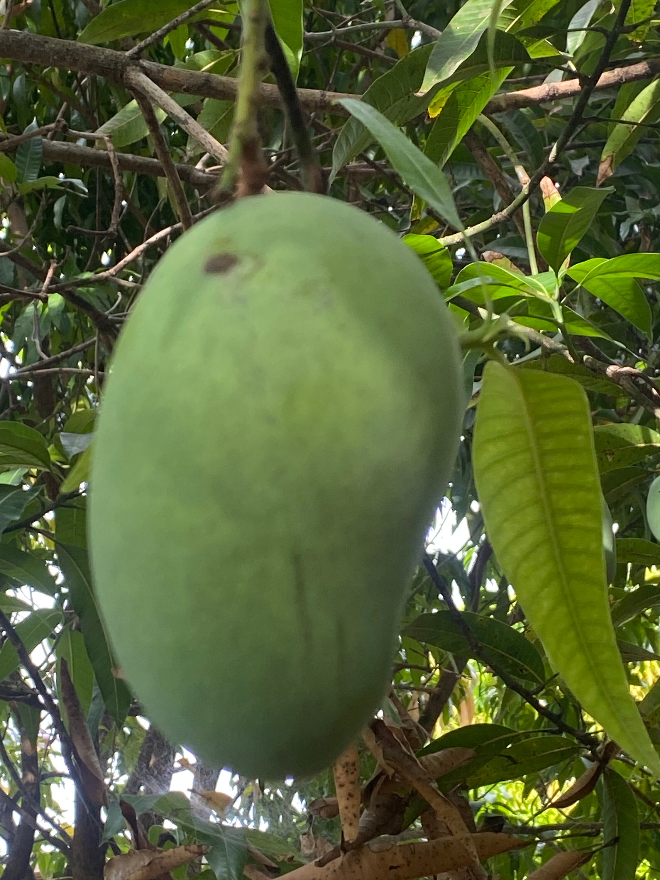 10lbs. of Freshly Harvested Mangos - Etsy