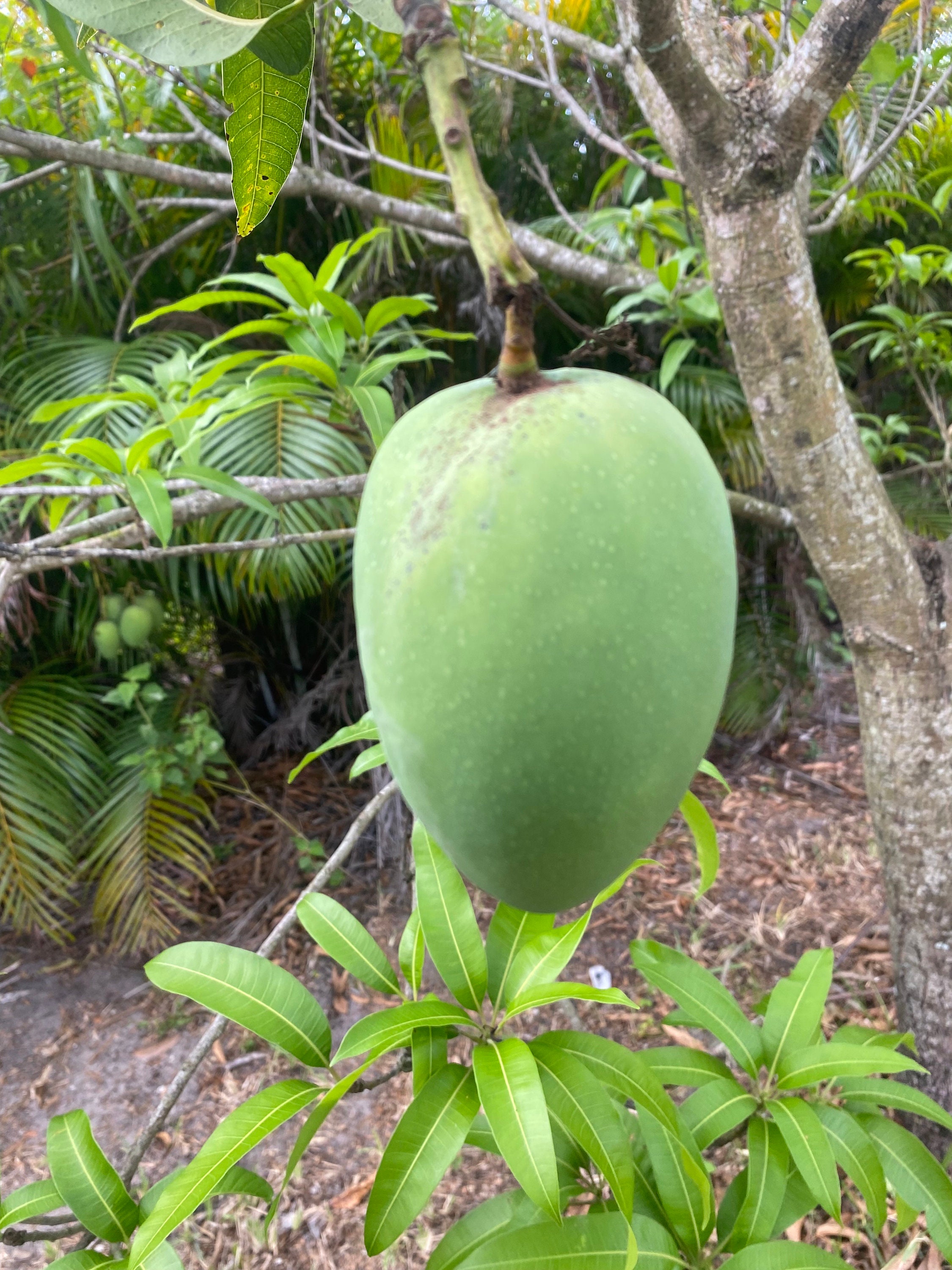 10lbs. of Freshly Harvested Mangos - Etsy